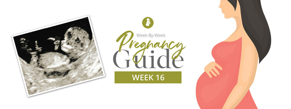 16 Weeks Pregnant: Your Weekly Pregnancy Guide | Baby Earth